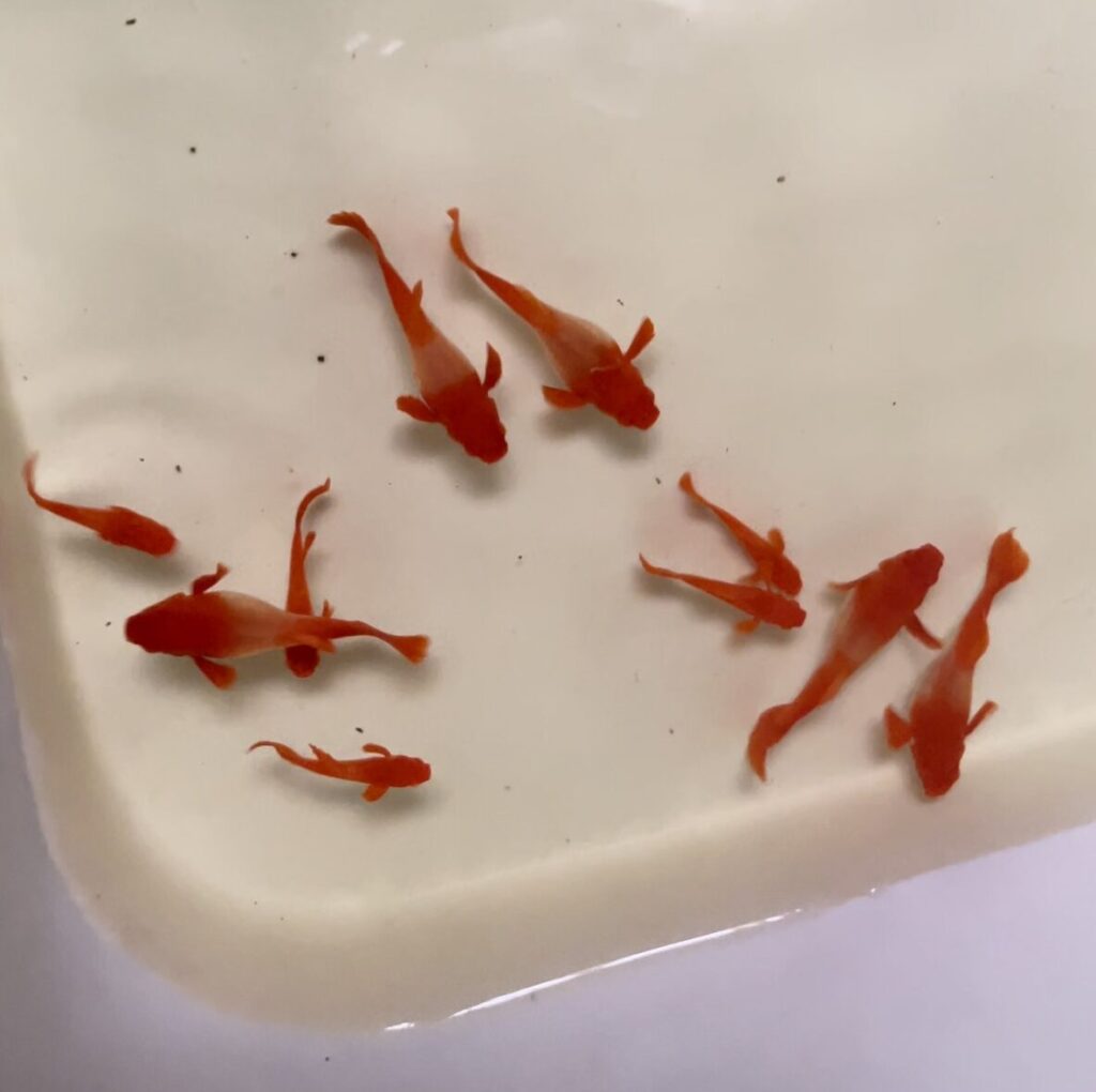 Cá Koi red ear - Life Aqua