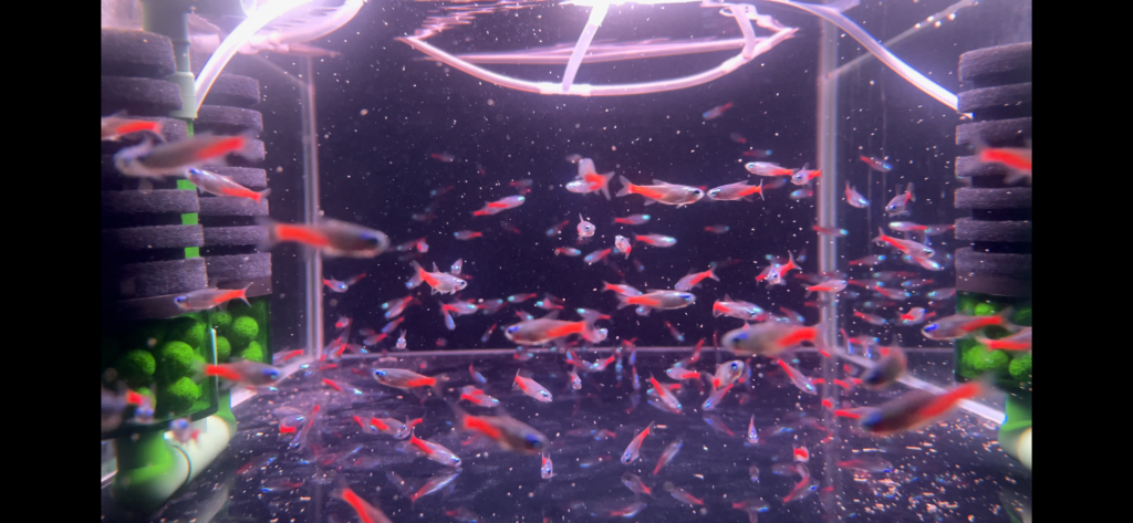 Neon kim cương Trung - Life Aqua