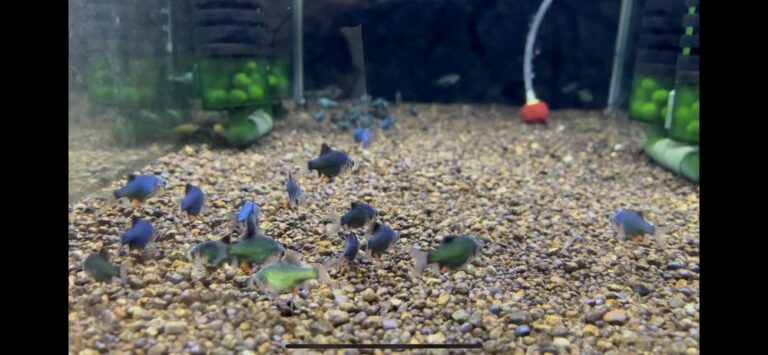 Xecan xanh - Life Aqua