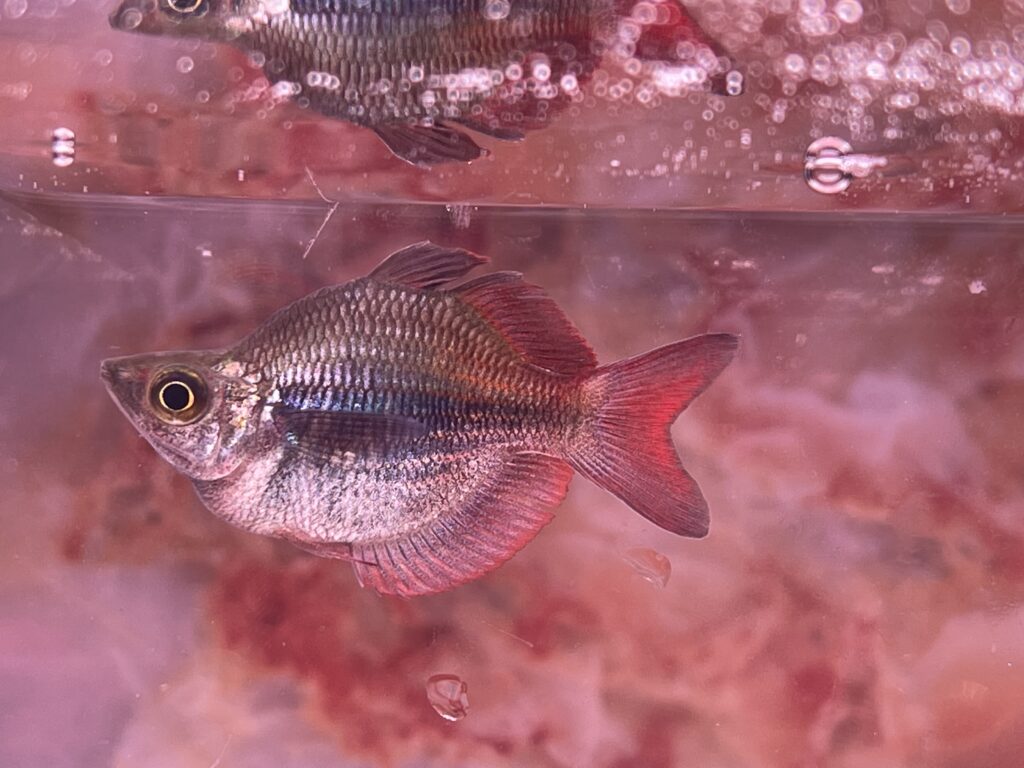 Trifas Short - Life Aqua