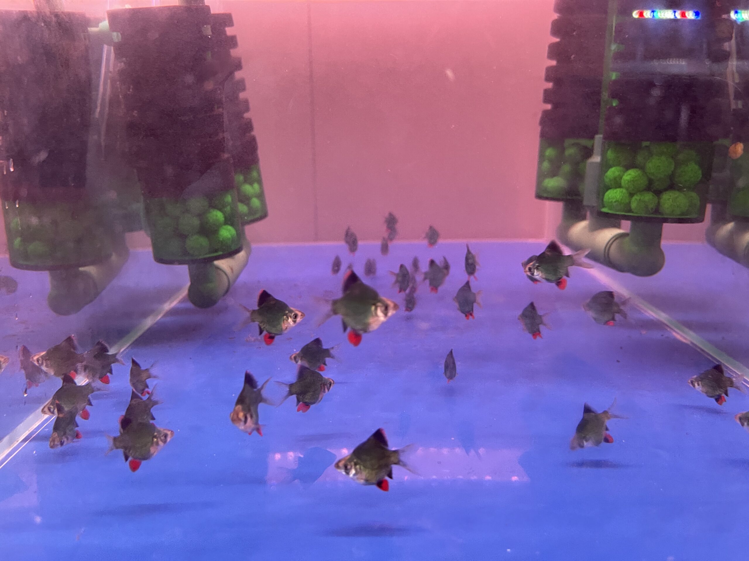 Xecan Xanh Short - Life Aqua