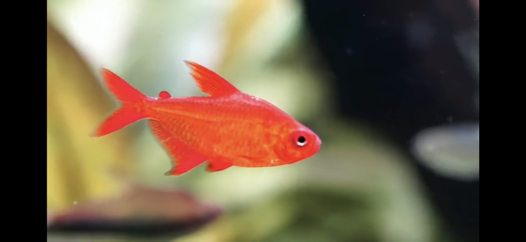 Red Tetra - Life Aqua