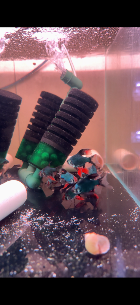 Xecan Xanh Longfin - Life Aqua