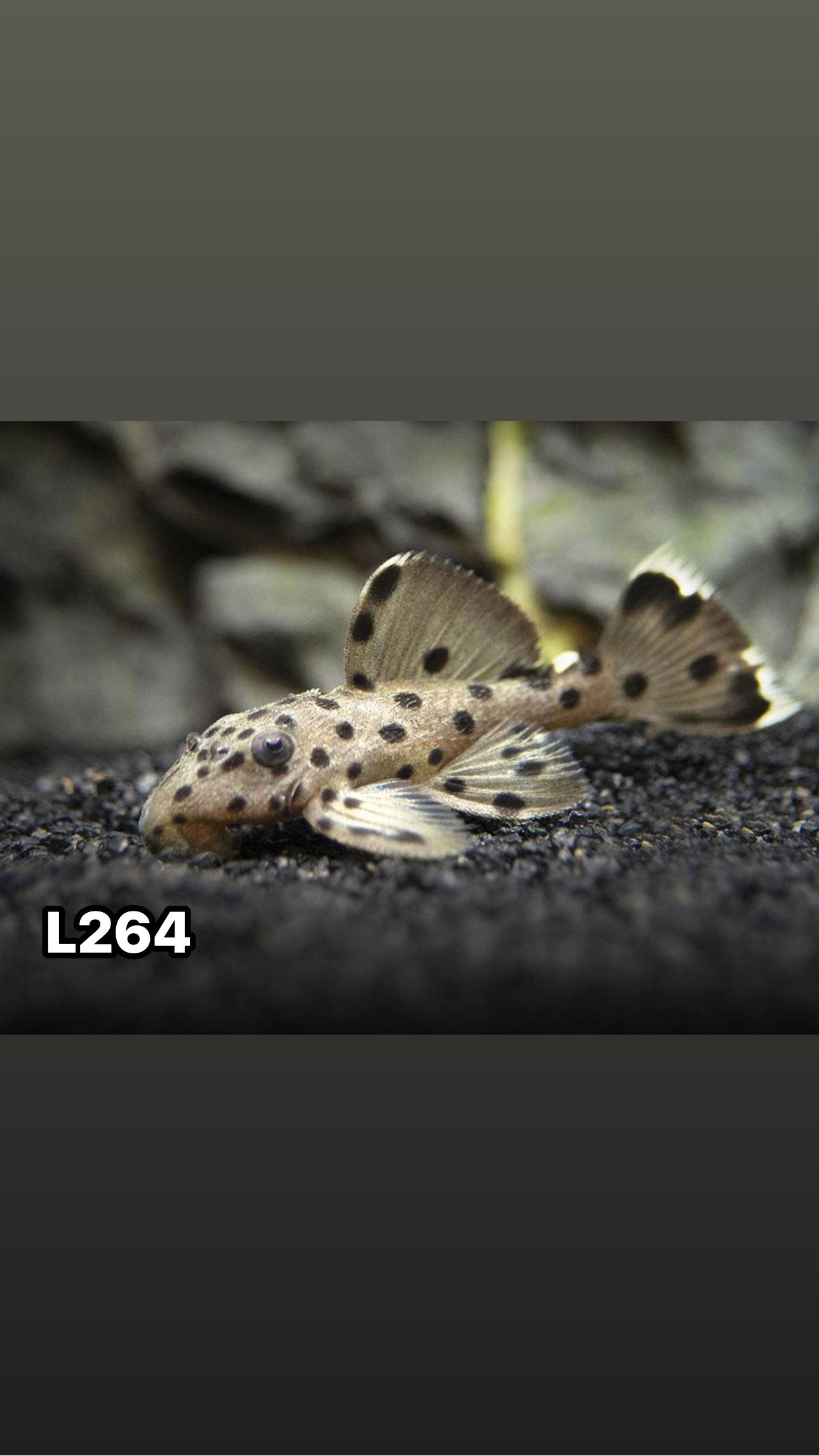 L264 size 3/4 - Life Aqua