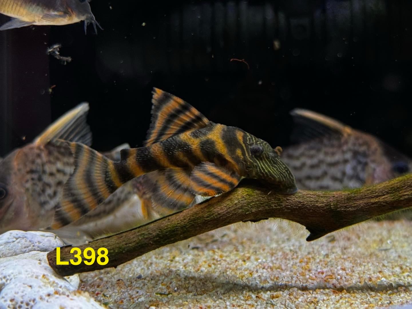 L398 size 3/4 - Life Aqua