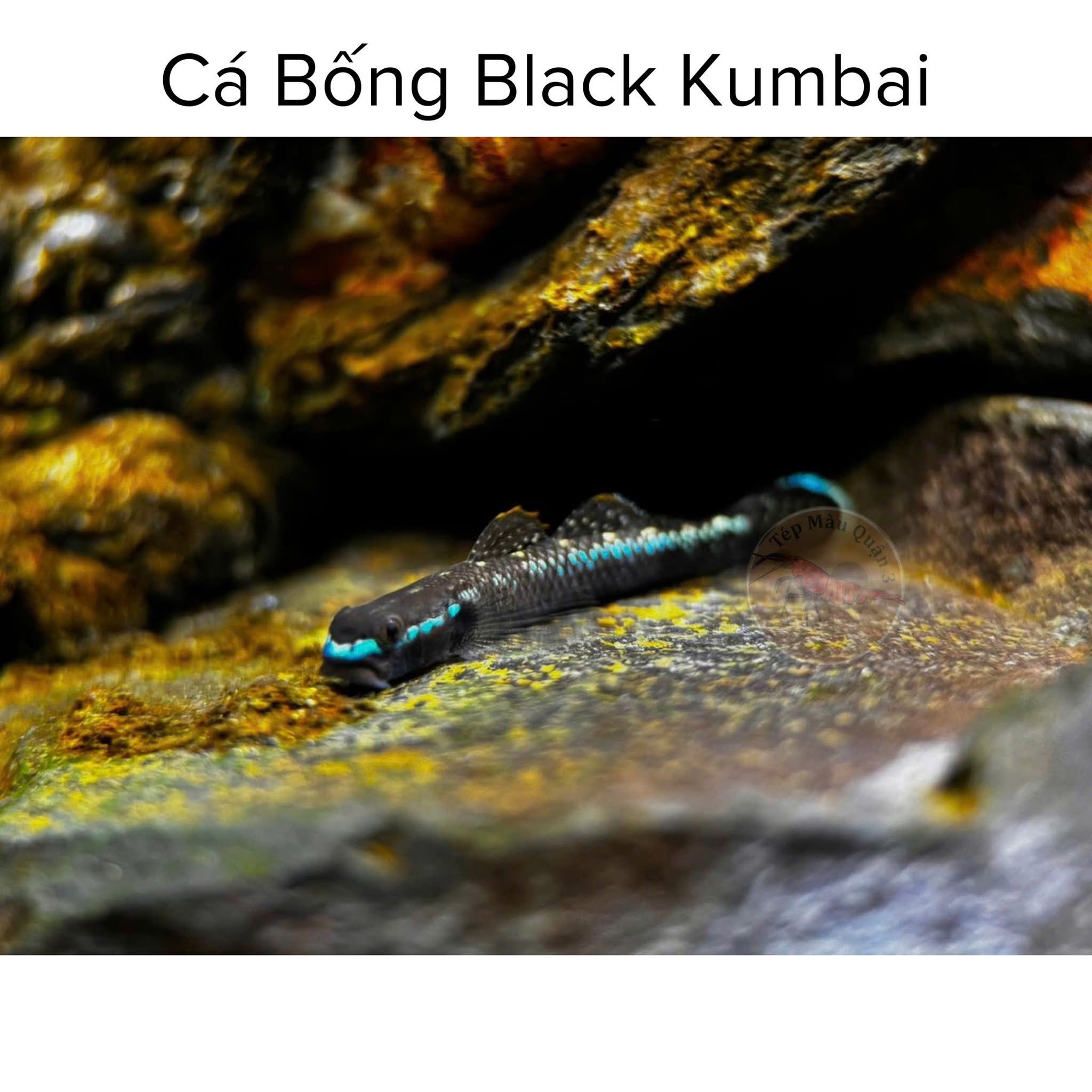 Bống Black Kumpai - Life Aqua